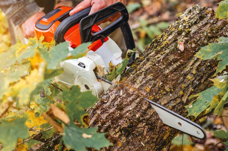 Detailed View of Sharp Chainsaw Cutting Logs in Forest with Fallen ...