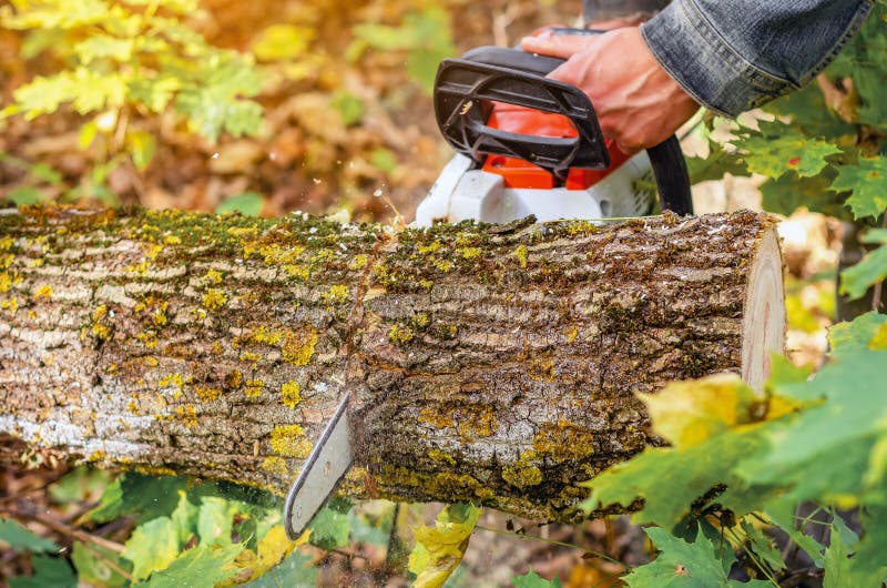 Detailed View of Sharp Chainsaw Cutting Logs in Forest with Fallen ...