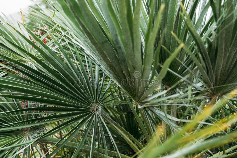 A Detailed View of the Sharp, Pointed Leaves of a Yucca Plant, Creating ...