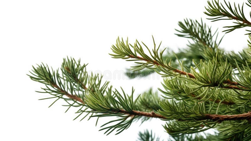 A Detailed View of a Single Branch from a Pine Tree. Suitable for ...