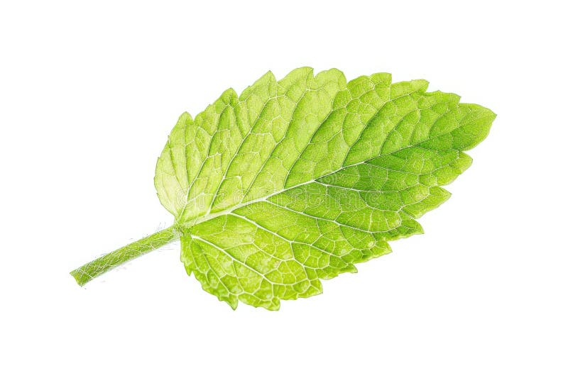 A Detailed View of a Single Leaf on a Clean White Surface Stock Image ...