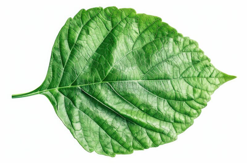 A Detailed View of a Single Leaf on a Plain White Background, Suitable ...