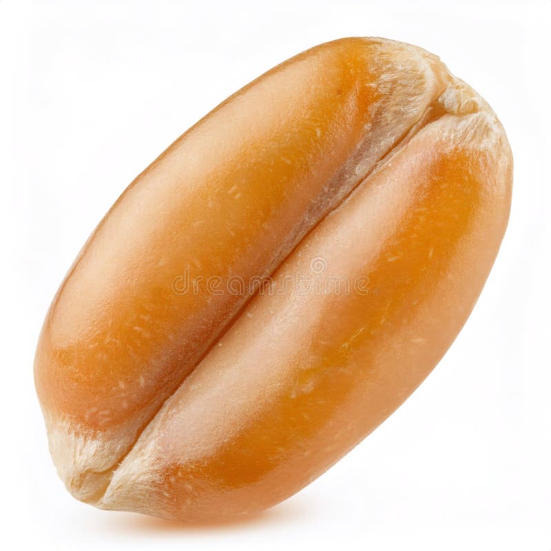 Detailed View of a Single Wheat Seed Isolated on a Pure White ...