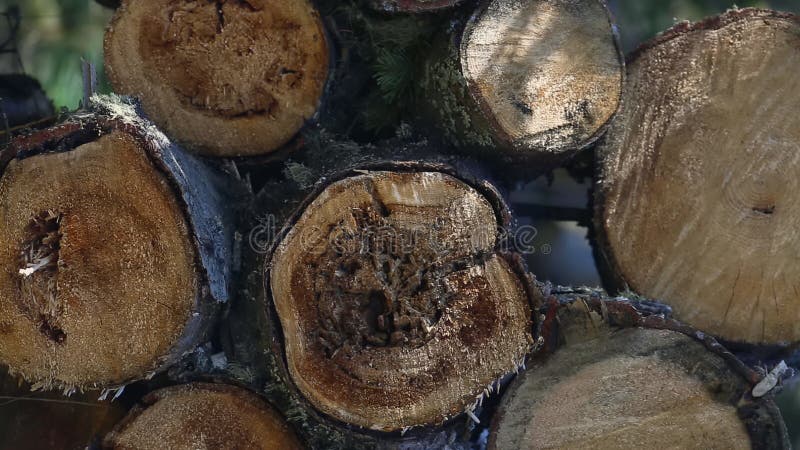 Close-Up of Stacked Logs with Natural Details Stock Video - Video of ...