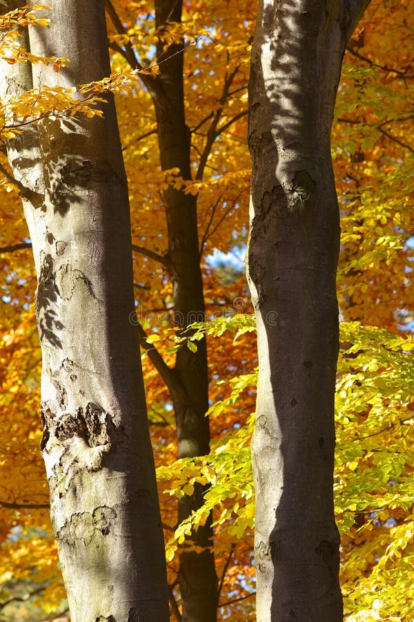 View of Stems of Beech Trees in the Fall Stock Photo - Image of color ...