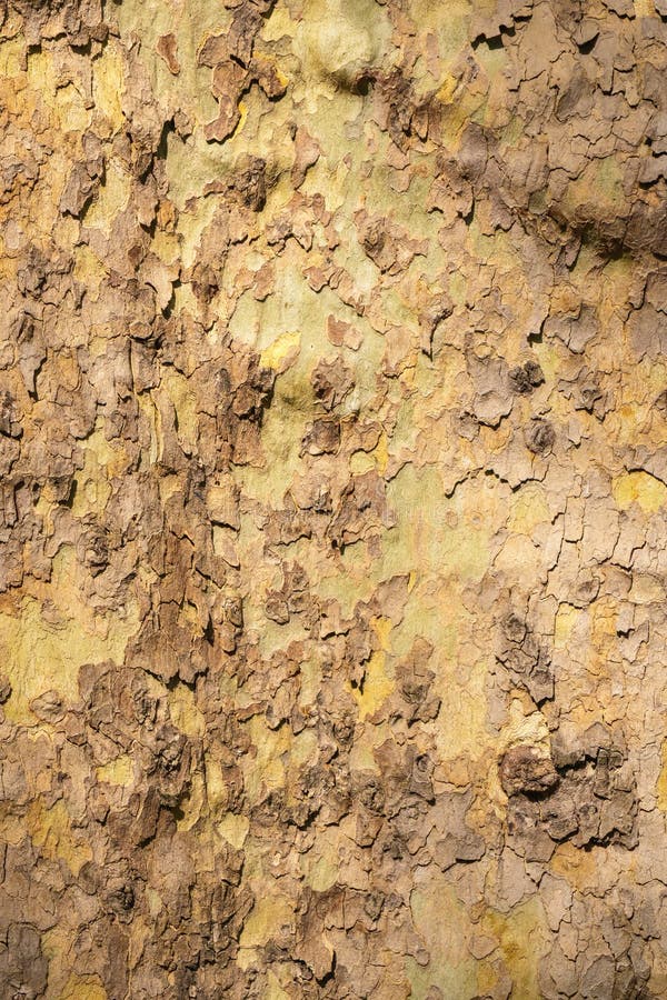 Detailed View of Textured Bark Highlighting Layers of Peeling, Cracked ...