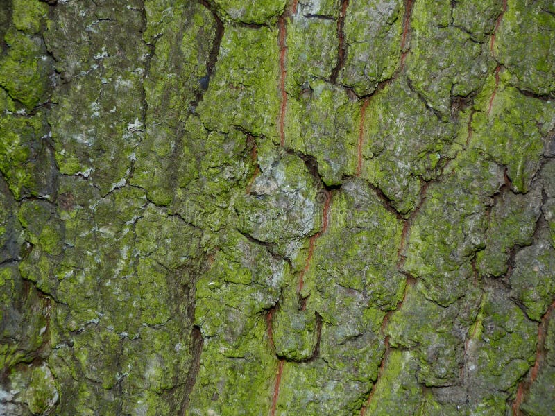 Detailed view of tree bark stock photo. Image of textures - 78136230