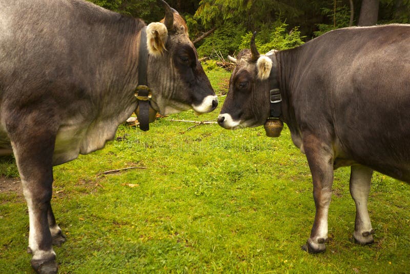 View of two black caws stock photo. Image of detailed - 110965248