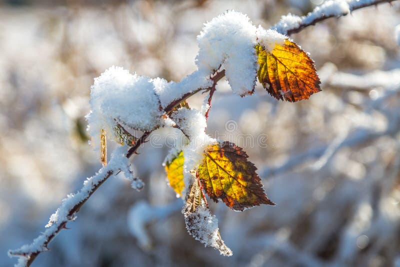 Detailed View of Winter Landscape with Snowy Leaf Stock Photo - Image ...