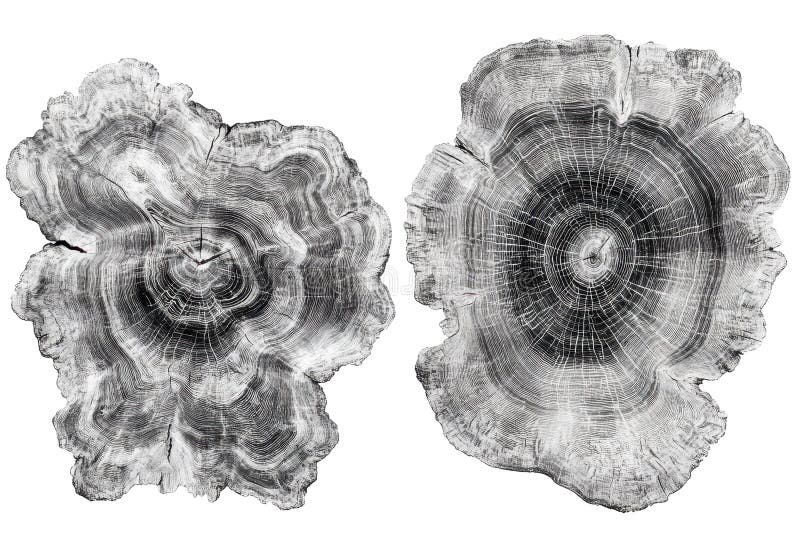 Detailed Wood Engraving of a Section Tree Showing Growth Rings and ...