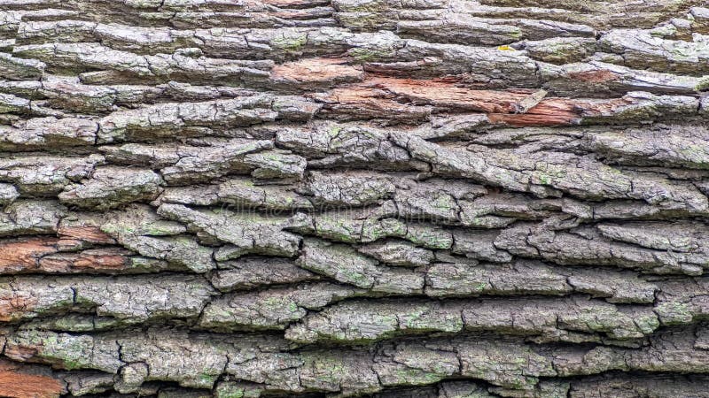 Detailed Zoom of the Bark of an Old Tree Stock Footage - Video of ...