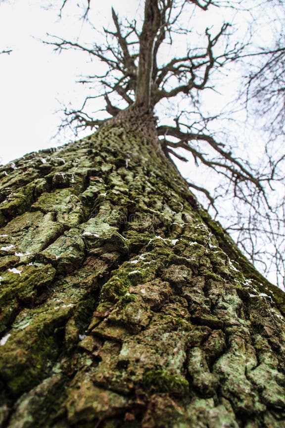 Detailing the Bark of a Tree. Bottom View Stock Photo - Image of growth ...