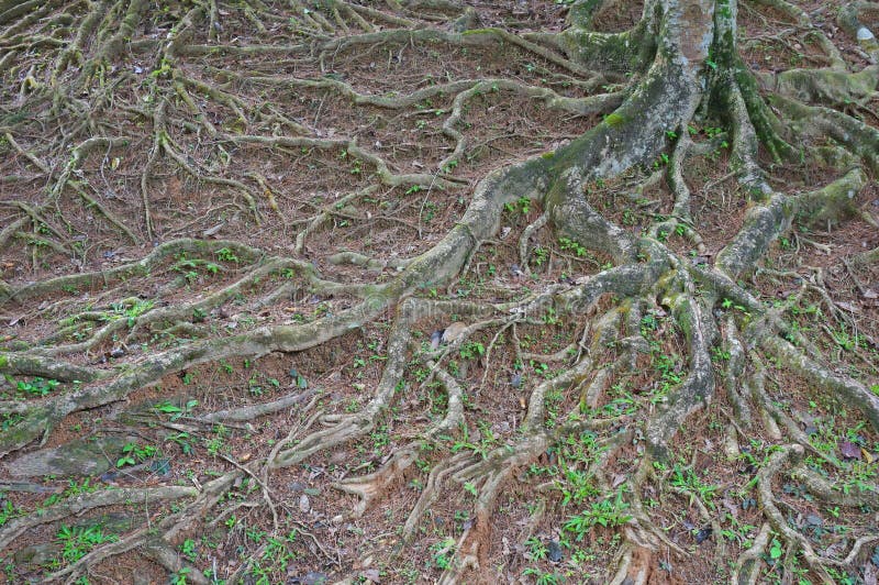 Details of Above Ground Roots with Tiny Plants and Moss in the F Stock ...