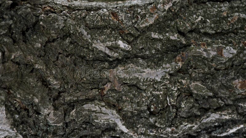 136 Natural Wood Patern Background Texture Stock Photos - Free ...