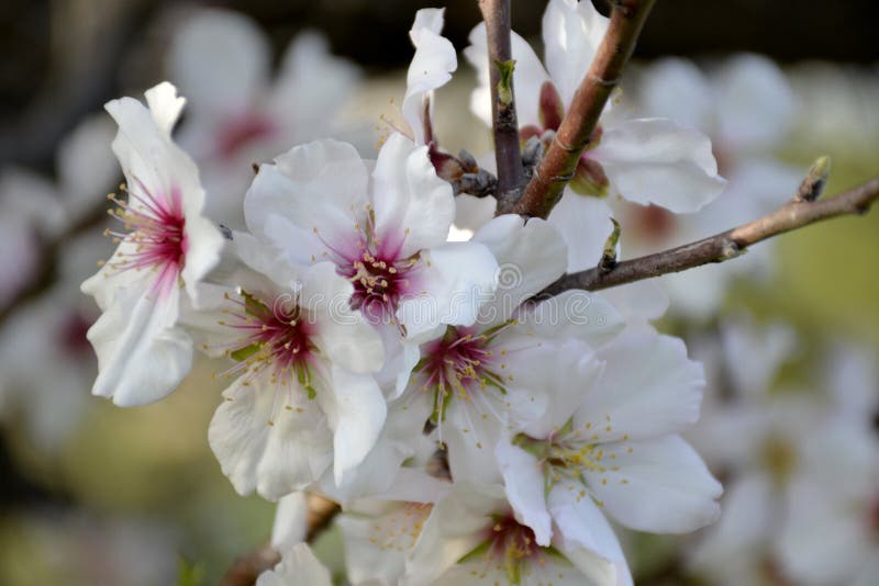 Details of Almond Tree Flowers Stock Photo - Image of bloom, almond ...