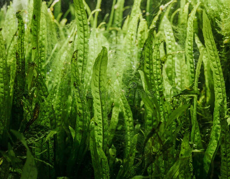 Details of Aquarium Algae or Green Seaweed Stock Photo - Image of ...