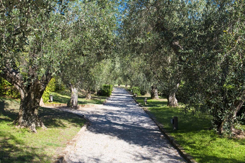 Avenue among the Olive Trees Stock Image - Image of olive, tuscany ...