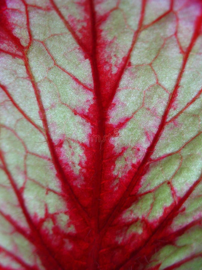 Details back of leaf stock photo. Image of abstract, close - 78311926