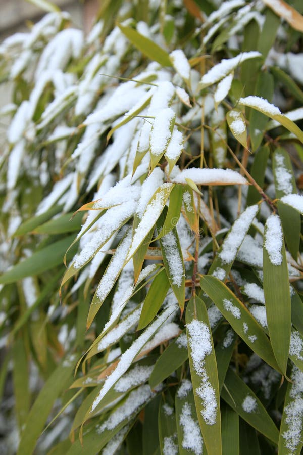 Details of Bamboo Leaves in Winter Stock Image - Image of frost ...