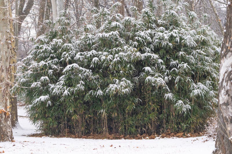 Details of Bamboo Leaves in Winter with Snow Stock Image - Image of ...