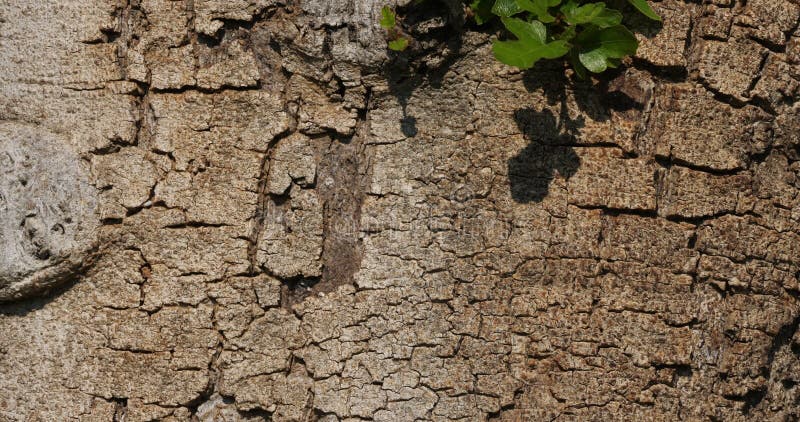 Details of Bark of Fig Tree. Ficus Carica Stock Footage - Video of ...