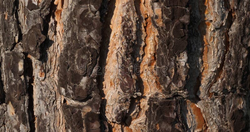 Details of Bark of Pin Tree. Stock Footage - Video of plant, textured ...