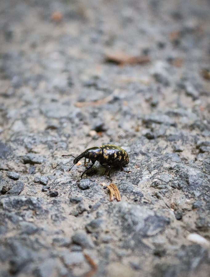 Details of beautiful bug stock photo. Image of walper - 266955356