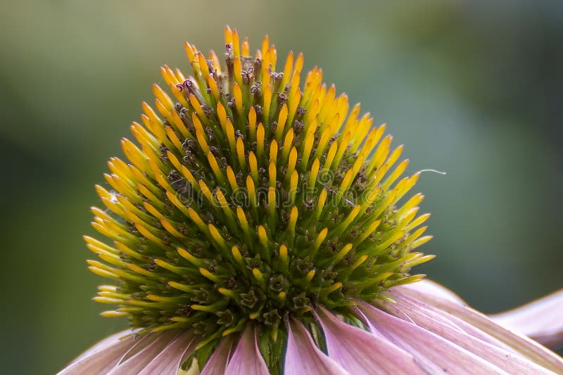 Finished Coneflower Stock Photos - Free & Royalty-Free Stock Photos from Dreamstime