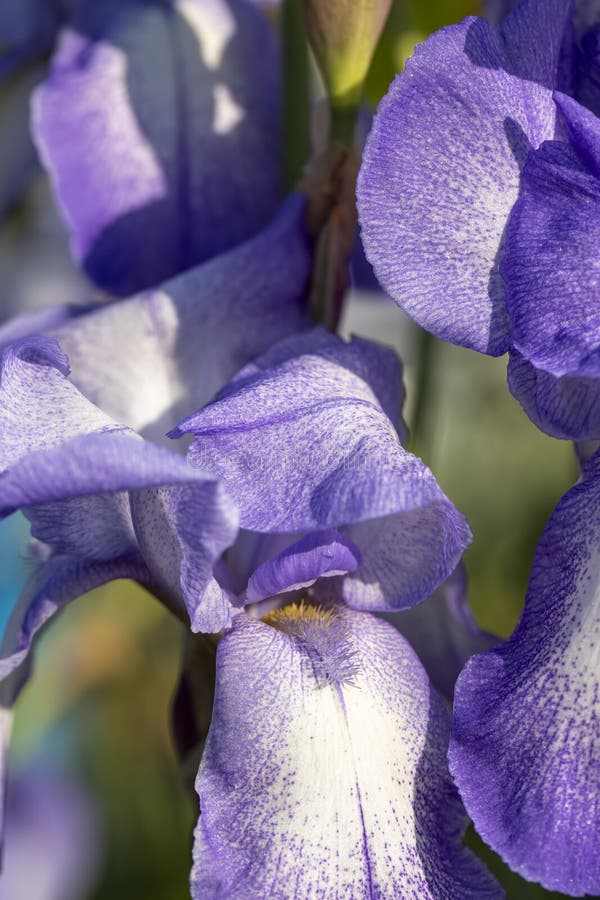Details of a Beautiful Iris Flower during Flowering in Spring Stock ...