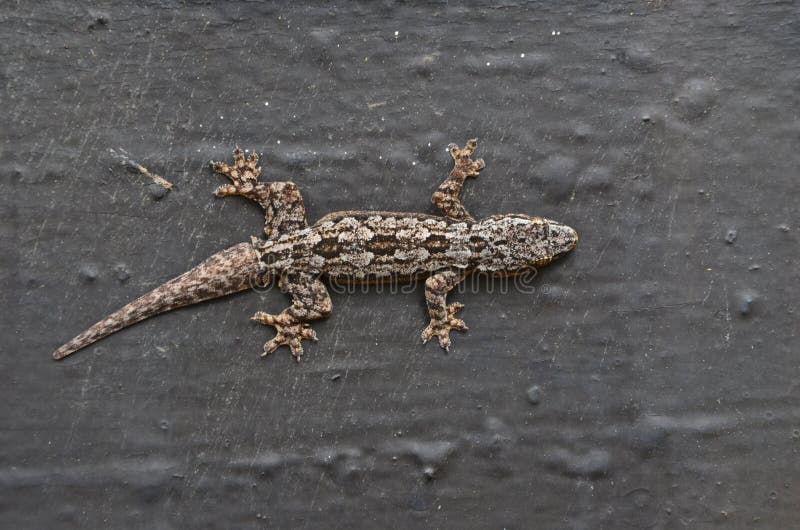 Beautiful Wonderful Pattern Lizard on Black Wall Stock Image - Image of ...