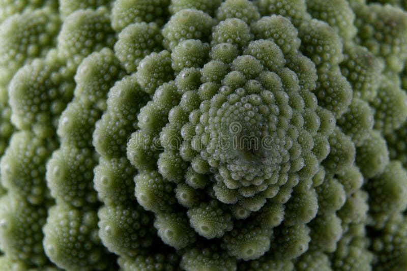 Details of a Biological Example of Fibonacci Spirals and Fractals in ...