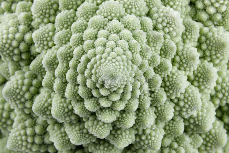 Details of a Biological Example of Fibonacci Spirals and Fractals in ...