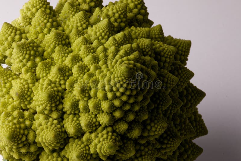 Details of a Biological Example of Fibonacci Spirals and Fractals in ...
