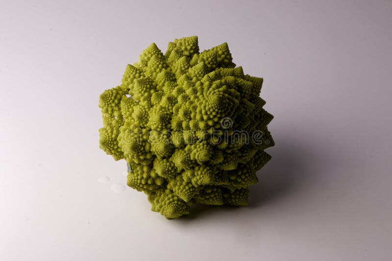 Details of a Biological Example of Fibonacci Spirals and Fractals in ...