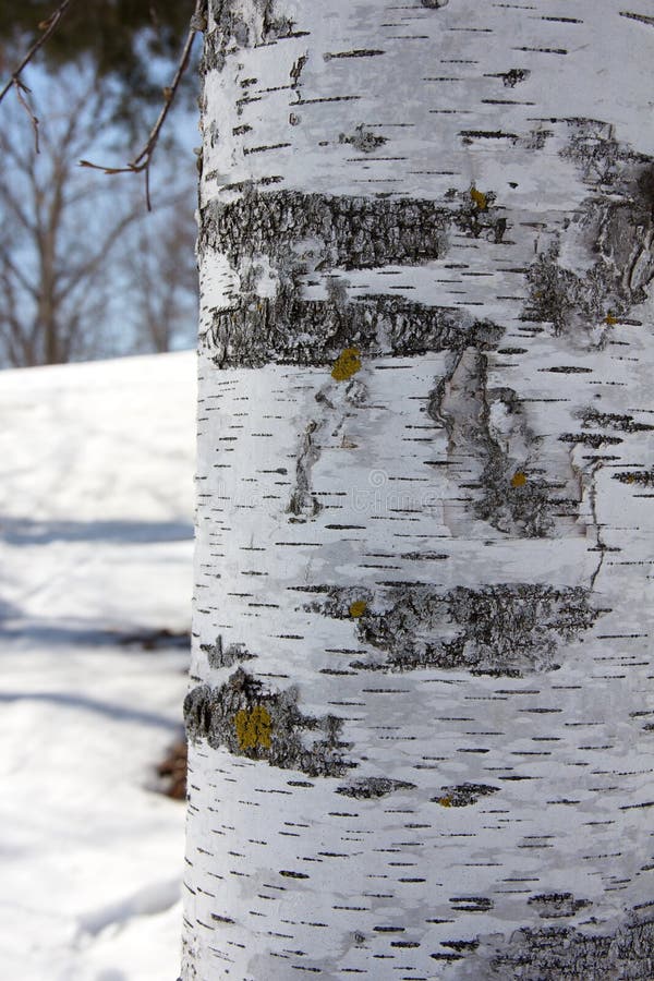 Details of birch bark stock image. Image of january, face - 85916207