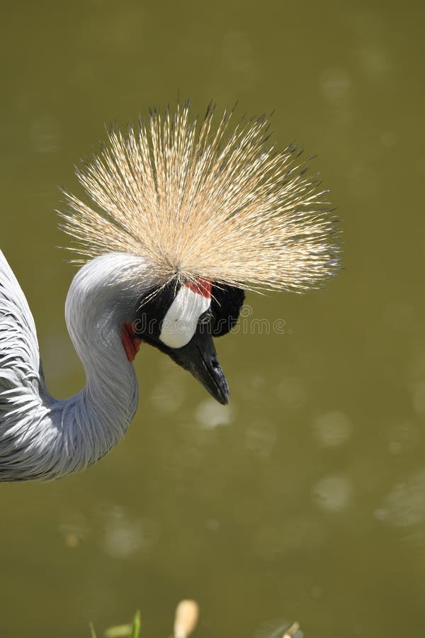 Details of a Black Crowned Gru Stock Image - Image of tuft, flight ...
