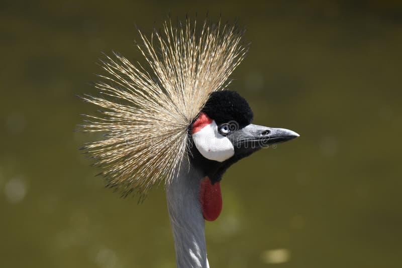 Details of a Black Crowned Gru Stock Photo - Image of crowned, water ...