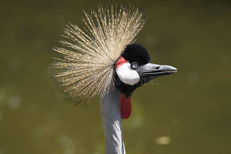 Details of a Black Crowned Gru Stock Image - Image of tuft, tall: 146996501