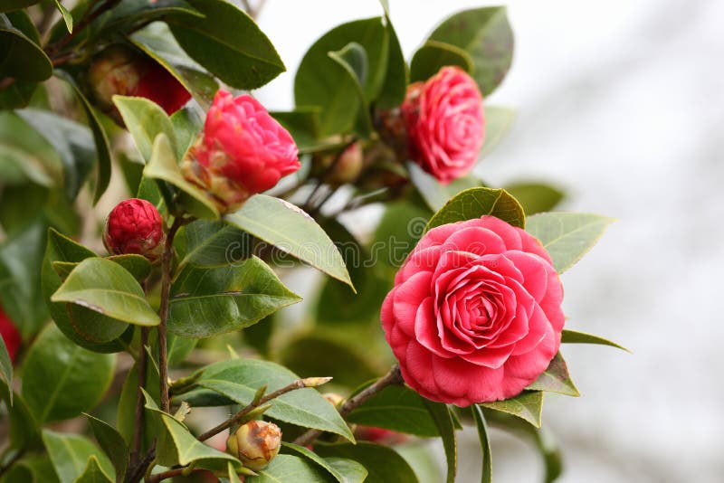 Camellia and branch stock image. Image of flower, crimson - 8259767
