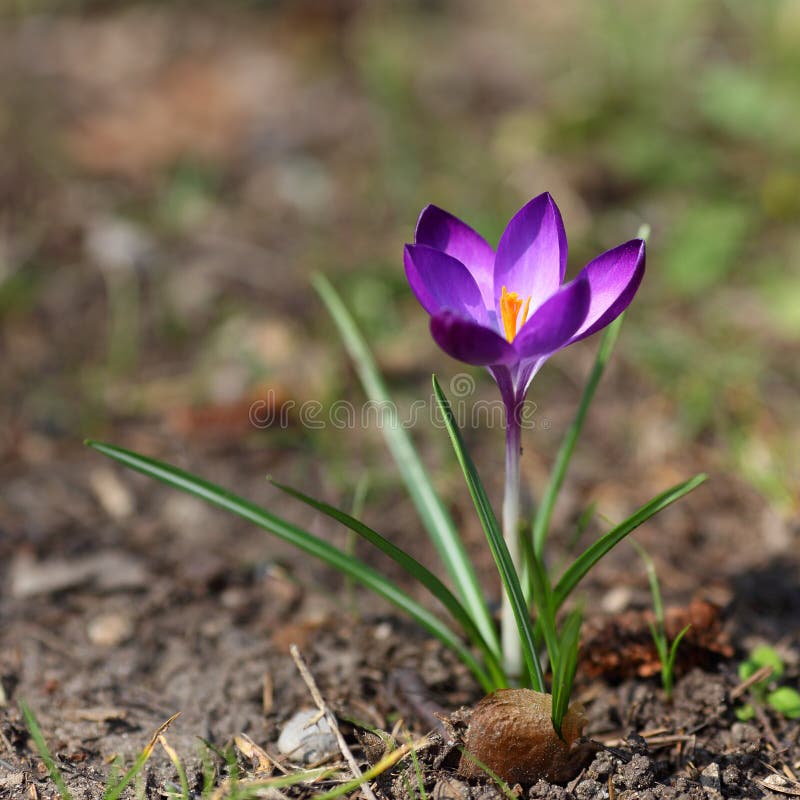 Crocus in spring stock photo. Image of flower, flora - 30176304