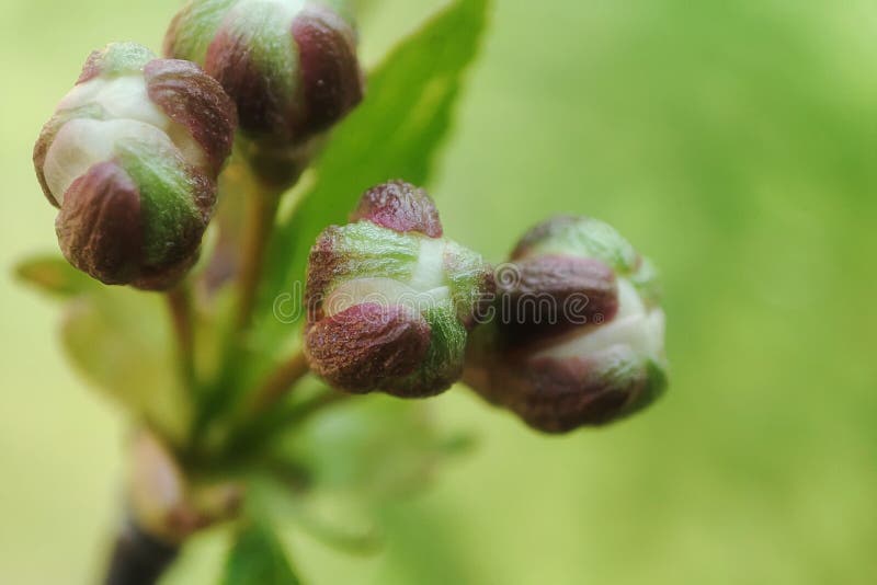 Details of Bud in Cherry Tree Branch. Macro Cherry Plant Stock Image ...