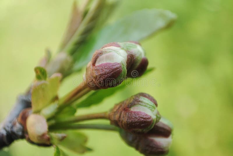 Details of Bud in Cherry Tree Branch. Macro Cherry Plant Stock Image ...