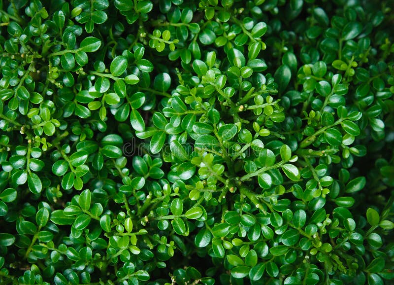 Details of Bush Green. stock photo. Image of leafy, bush - 32350620