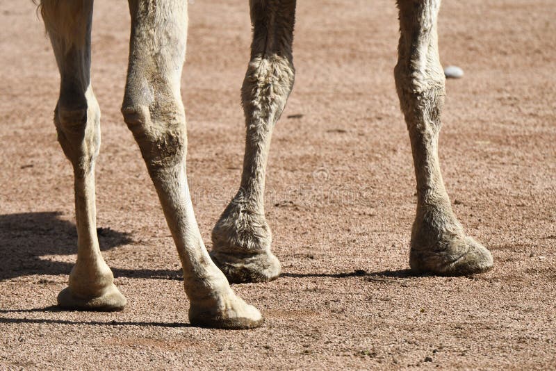 164 Camel Feet Stock Photos - Free & Royalty-Free Stock Photos from ...