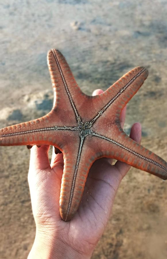Details and Close Up of Starfish Stock Image - Image of shine, ocean ...