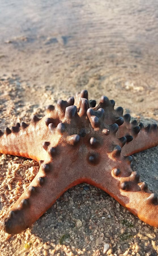 Details and Close Up of Starfish Stock Photo - Image of reef, close ...