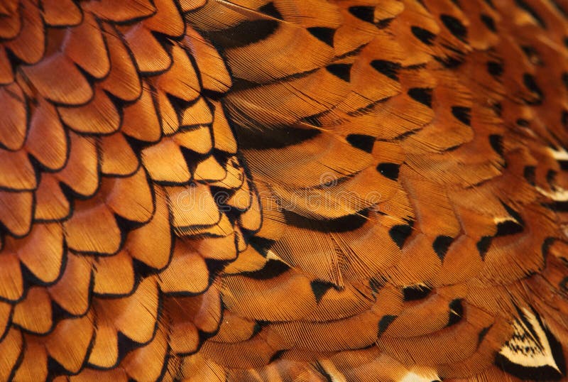 Feathers of Common Pheasant Stock Photo - Image of bird, birds: 18821254