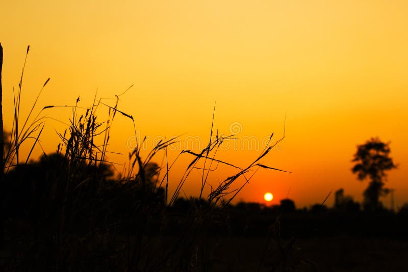 Details of the Countryside Sunset Stock Image - Image of flora ...