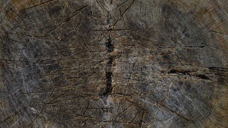 Details of a Cutted Tree Chunk Stock Photo - Image of chunk, nature ...