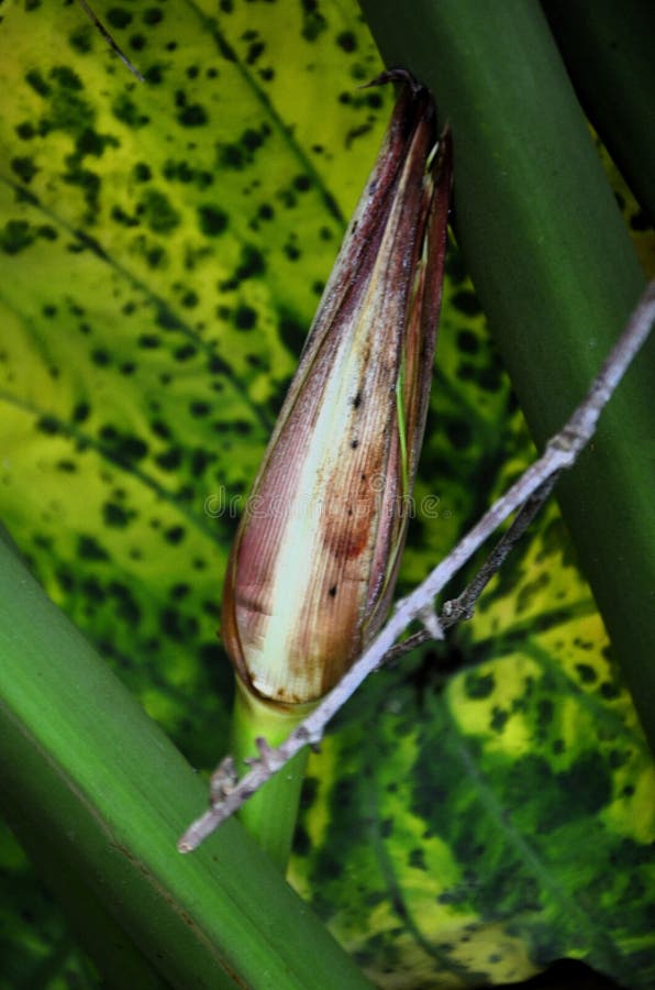 Cyperus Papyrus is a Species of Aquatic Flowering Plant in the ...